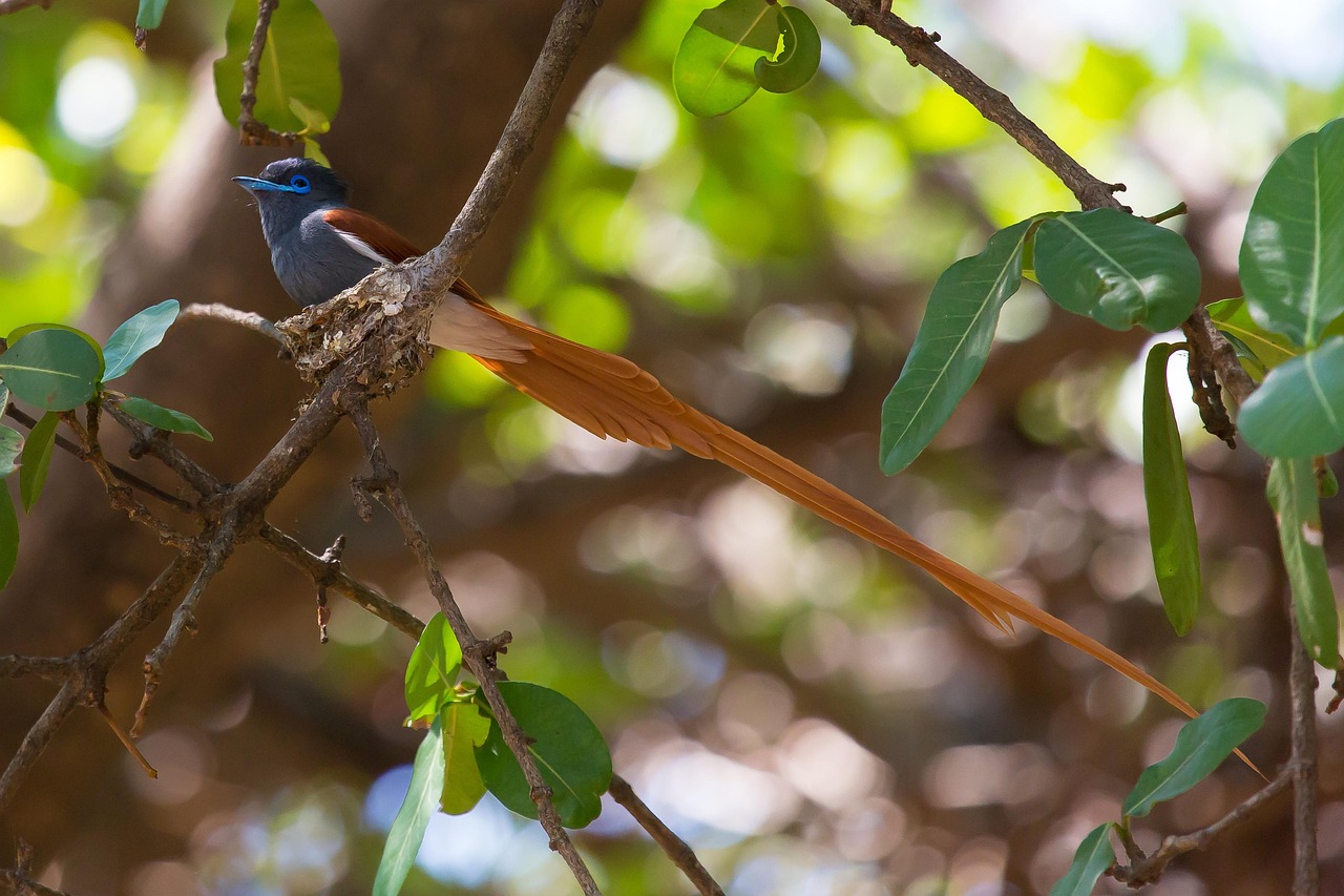 African Paradise Flycatcher Grey - Free photo on Pixabay