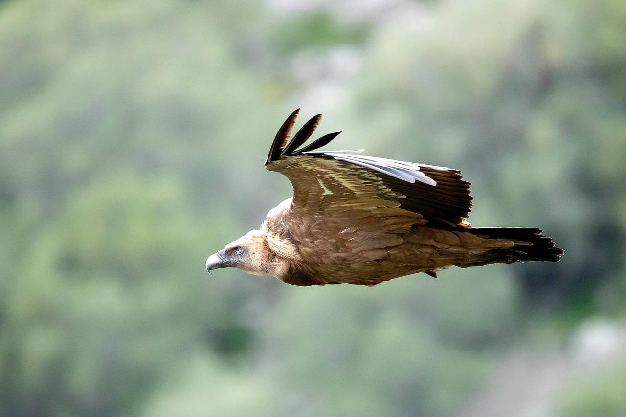 200+ Free Dvärg Griffon & Vulture Images - Pixabay