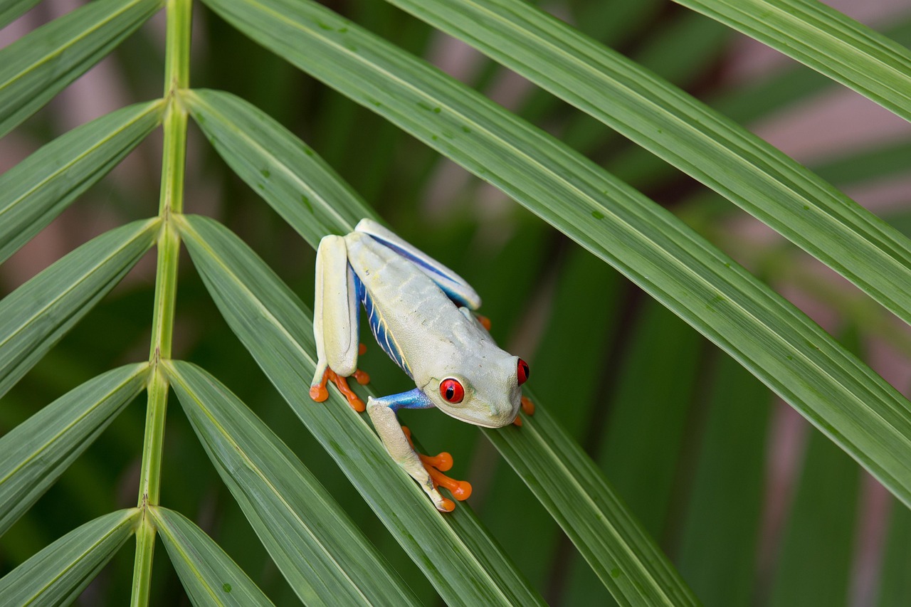 300,000+ Free Red-Eyed Tree Frog & Frog Images - Pixabay