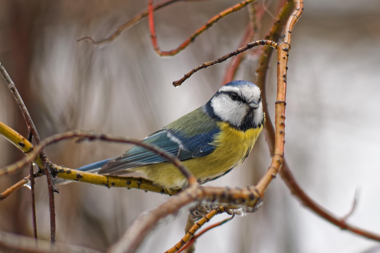50,000+ Free Birds In Trees & Owl Images - Pixabay