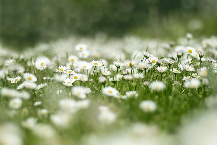 10,000 Stunning Daisy Flower Images for Free [HD]