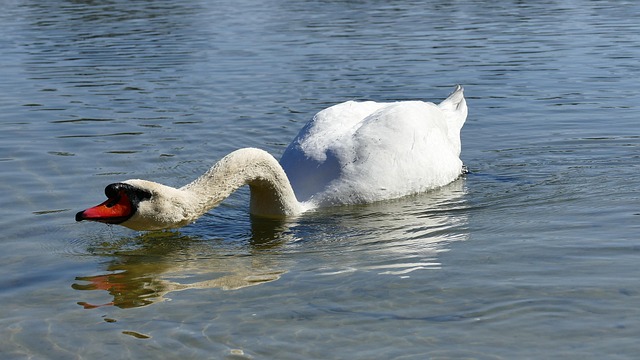Schwan Wasser See - Kostenloses Foto auf Pixabay
