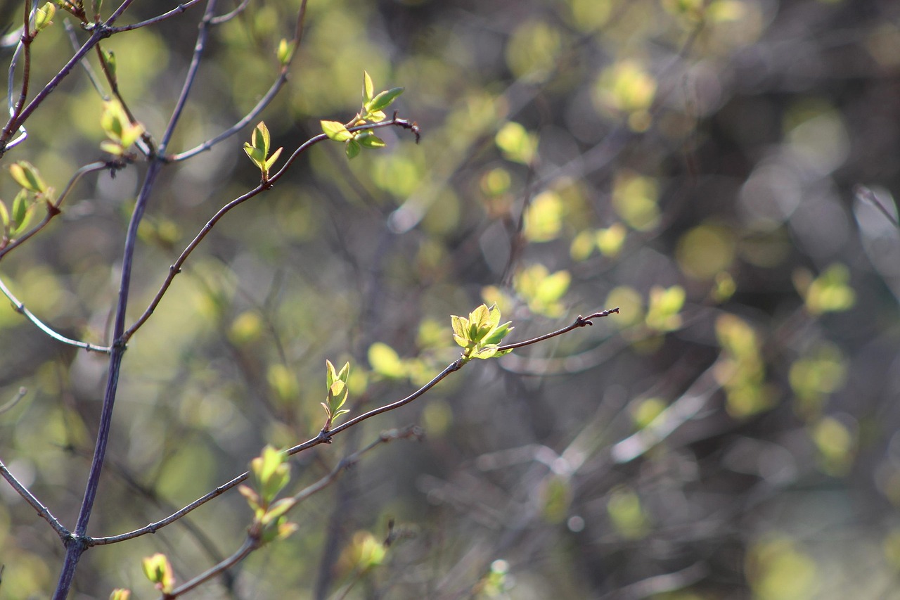 Nature Plants Minor - Free photo on Pixabay - Pixabay