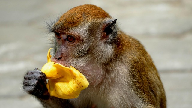 Makake Wild Ape - Free photo on Pixabay