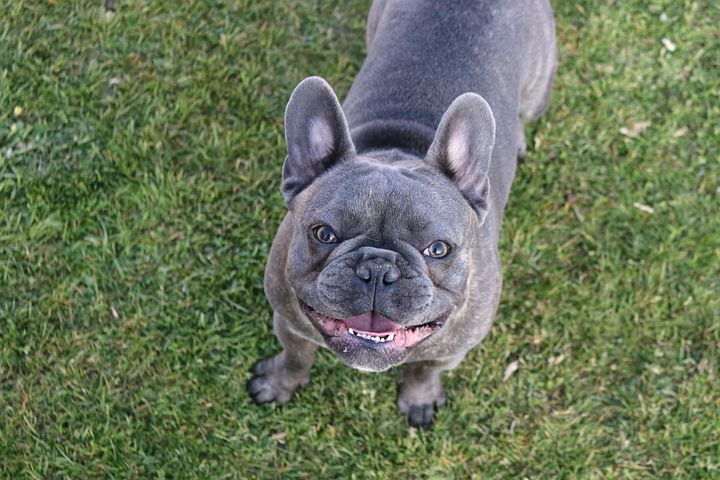100+ Free Doggy Style & Dog Images - Pixabay