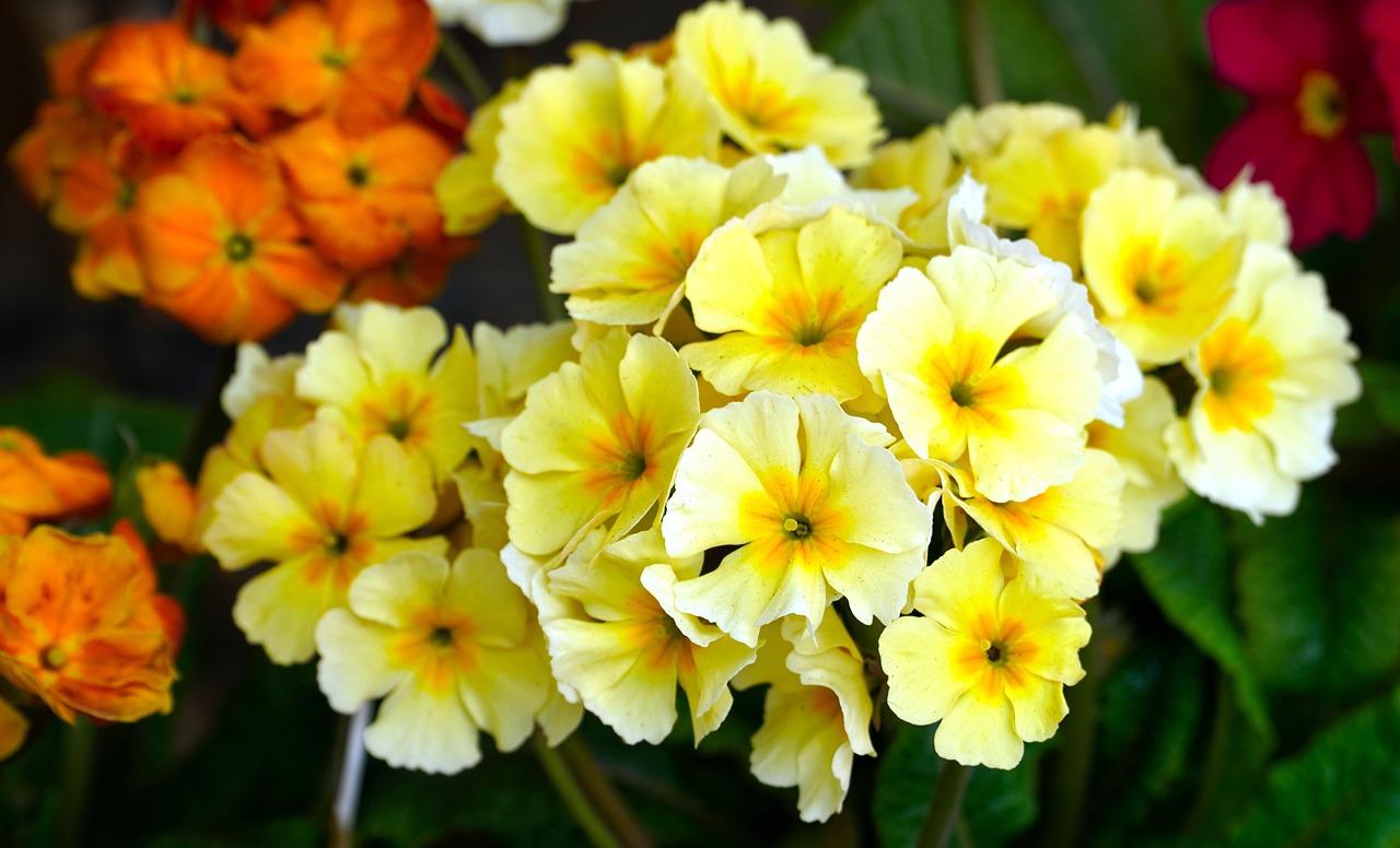 Primroses Blossom Bloom - Free photo on Pixabay - Pixabay