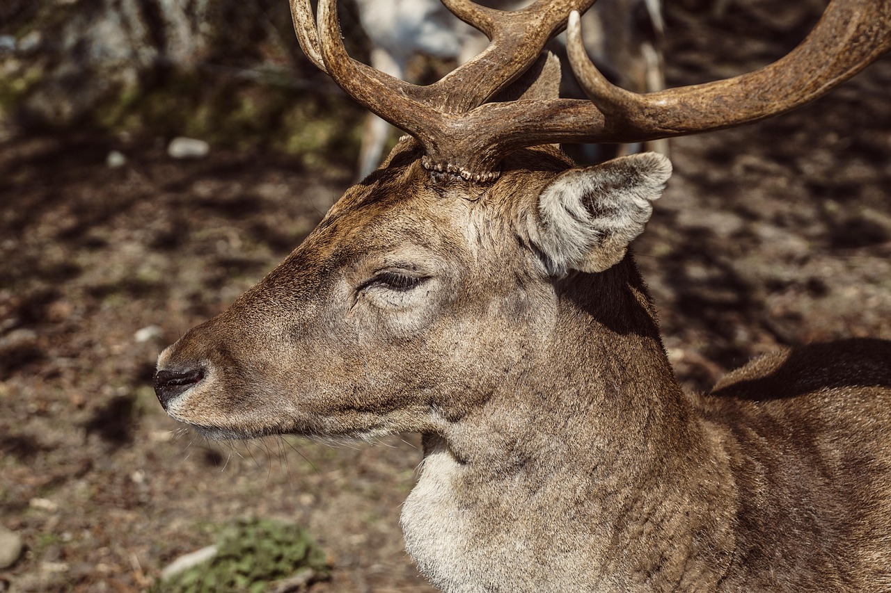 Deer Antler Animal - Free photo on Pixabay - Pixabay