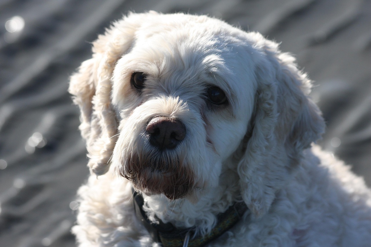 Perro Retrato Linda Obra - Foto gratis en Pixabay - Pixabay