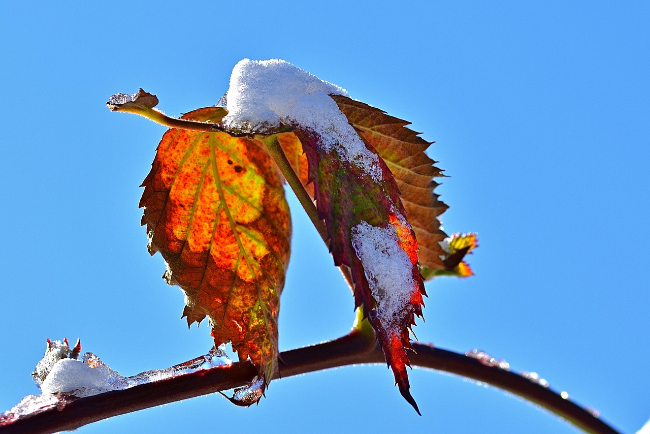 Garden Spring Onset Of Winter Cold - Free photo on Pixabay
