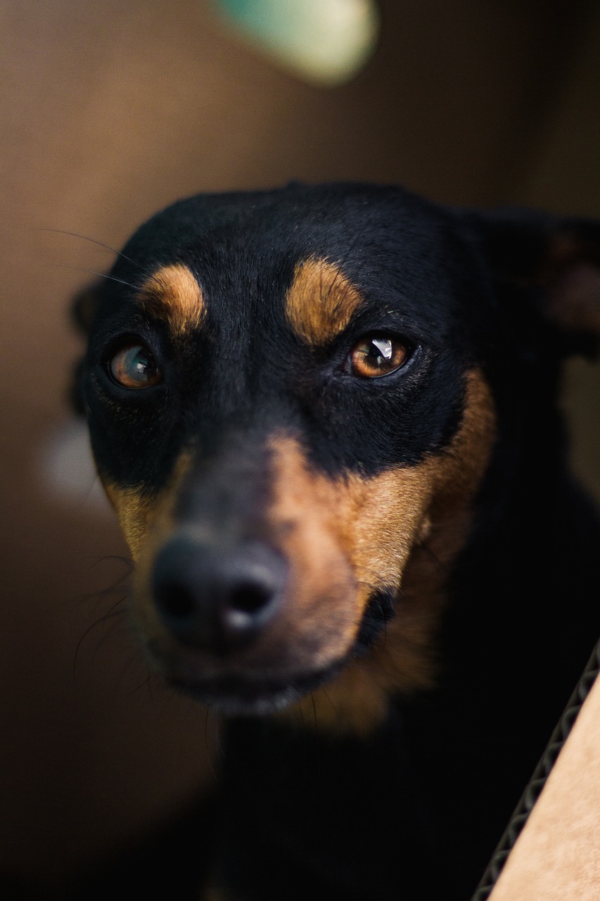 Cachorro Animal Cachorrinho - Foto gratuita no Pixabay - Pixabay