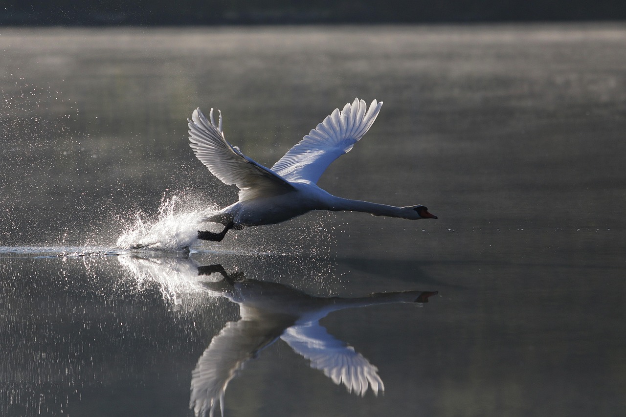Swan Water Begin - Free photo on Pixabay - Pixabay