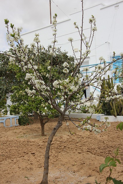 Flower Tree Nature - Free photo on Pixabay