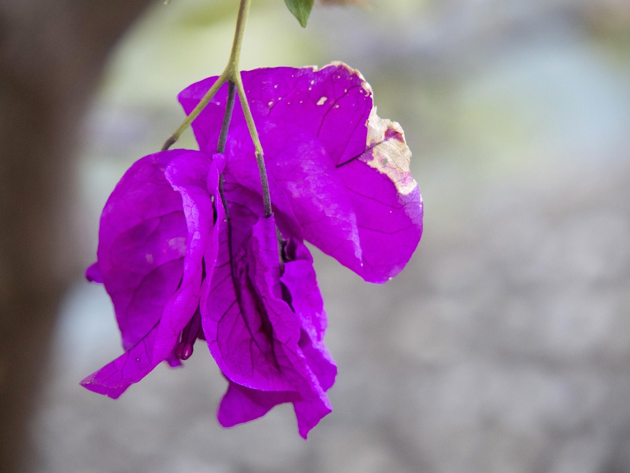 Violetti Kukka Yksittäinen - Ilmainen valokuva Pixabayssa - Pixabay