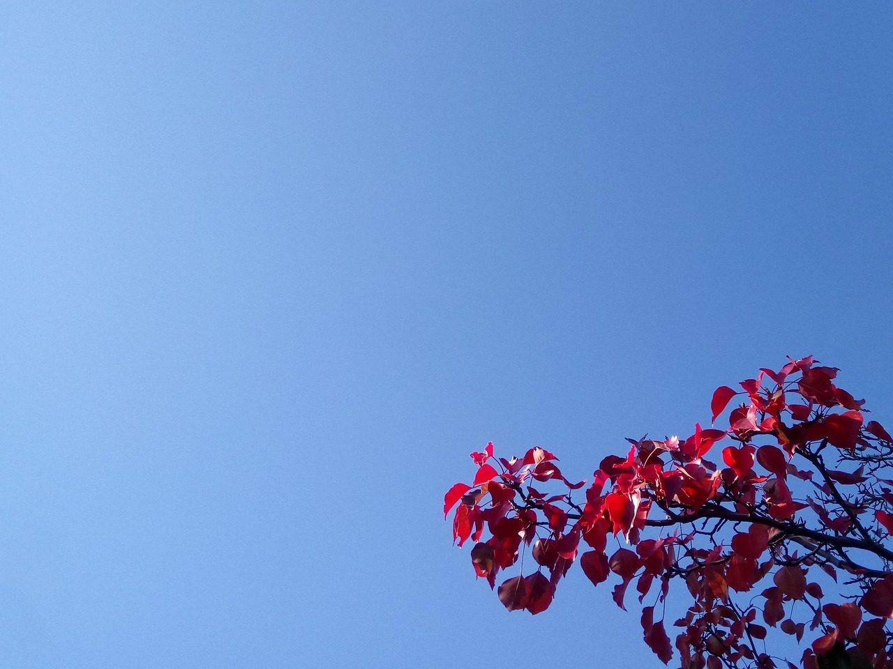 Fondo Natural Liso Tarjeta - Foto gratis en Pixabay - Pixabay