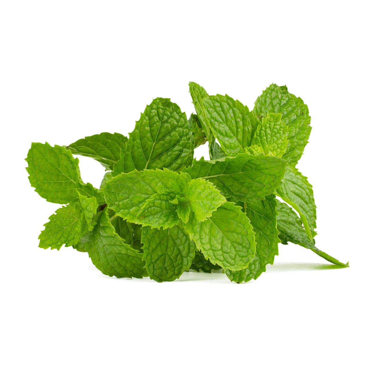 Mint Leaf Green Free Photo On Pixabay Pixabay