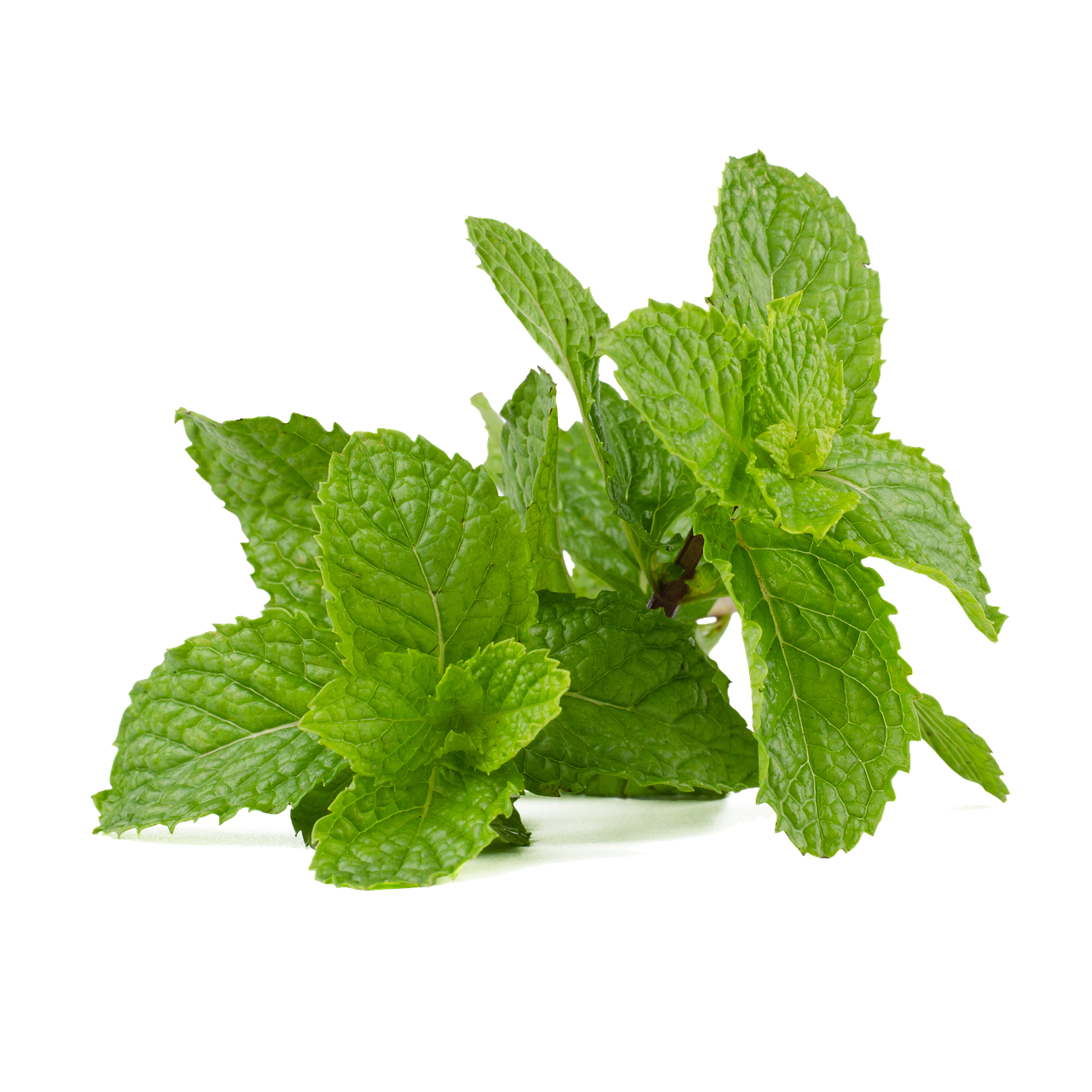 Mint Leaf Peppermint Free Photo On Pixabay Pixabay