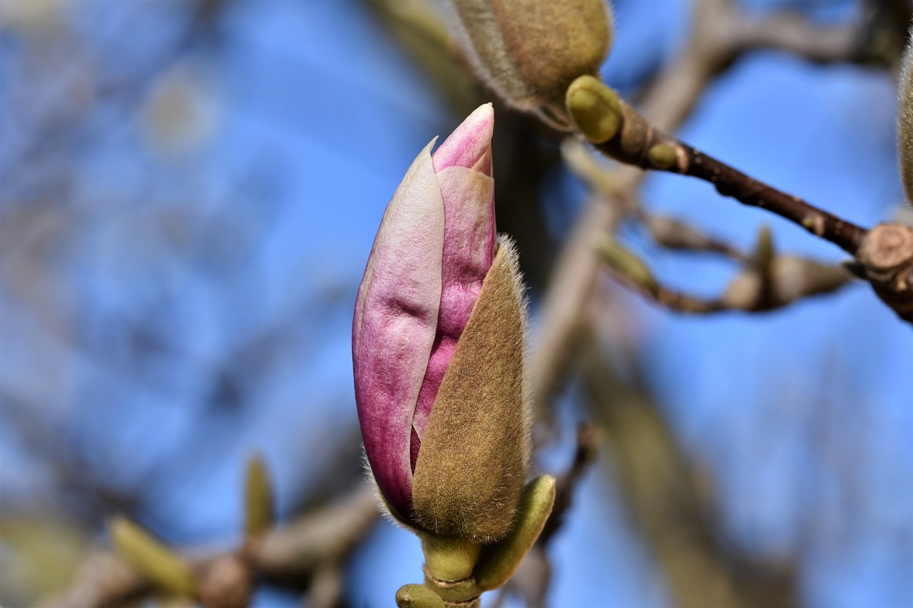 Magnolia Tree - Free photo on Pixabay