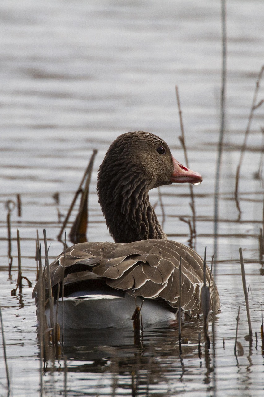 5,000 + 무료 Goose & 자연 이미지 - Pixabay