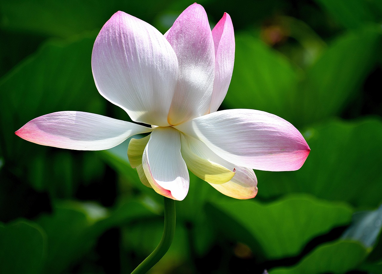 Bunga Teratai Alam - Foto gratis di Pixabay - Pixabay