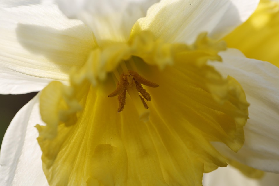 Fiore Primavera Natura - Foto gratis su Pixabay - Pixabay