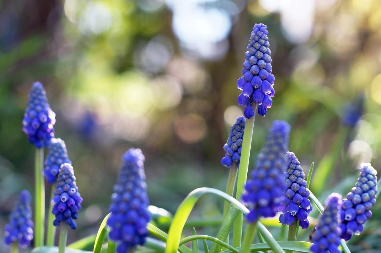 Muscari Neglectum Flower Garden - Free photo on Pixabay