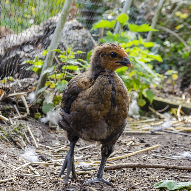 Chick Chicken Low - Free photo on Pixabay - Pixabay