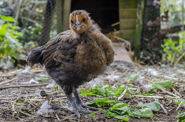 Pollito Pollo Baja - Foto gratis en Pixabay - Pixabay
