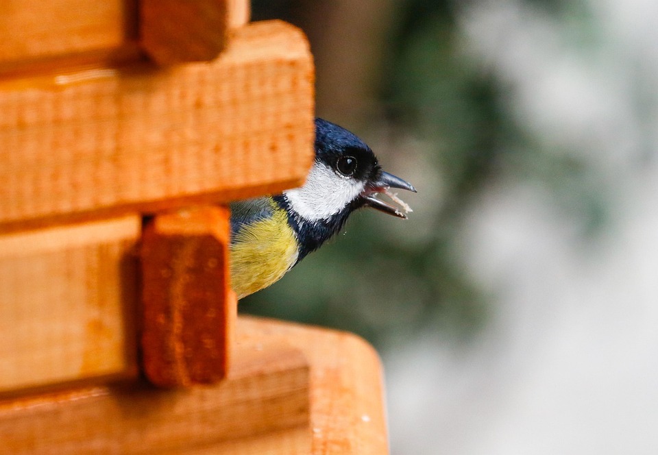 Bird Foraging Great Tit - Free photo on Pixabay - Pixabay