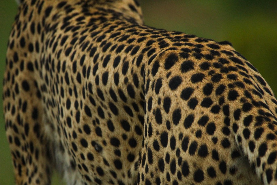 Cheetah Spots Up Close - Free photo on Pixabay