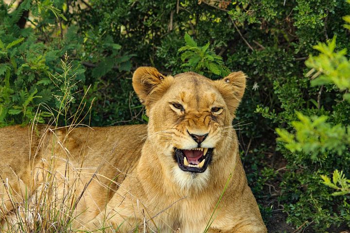 70+ Free Growl & Animal Images - Pixabay