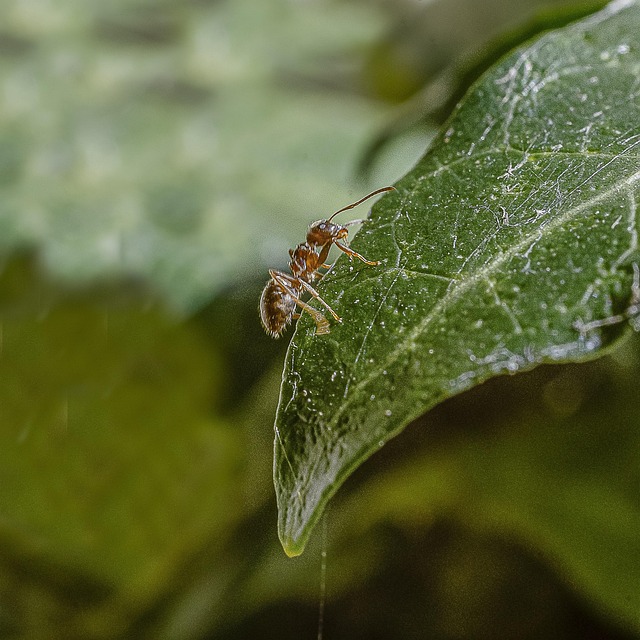 Fourmi Insecte Nature - Photo gratuite sur Pixabay - Pixabay