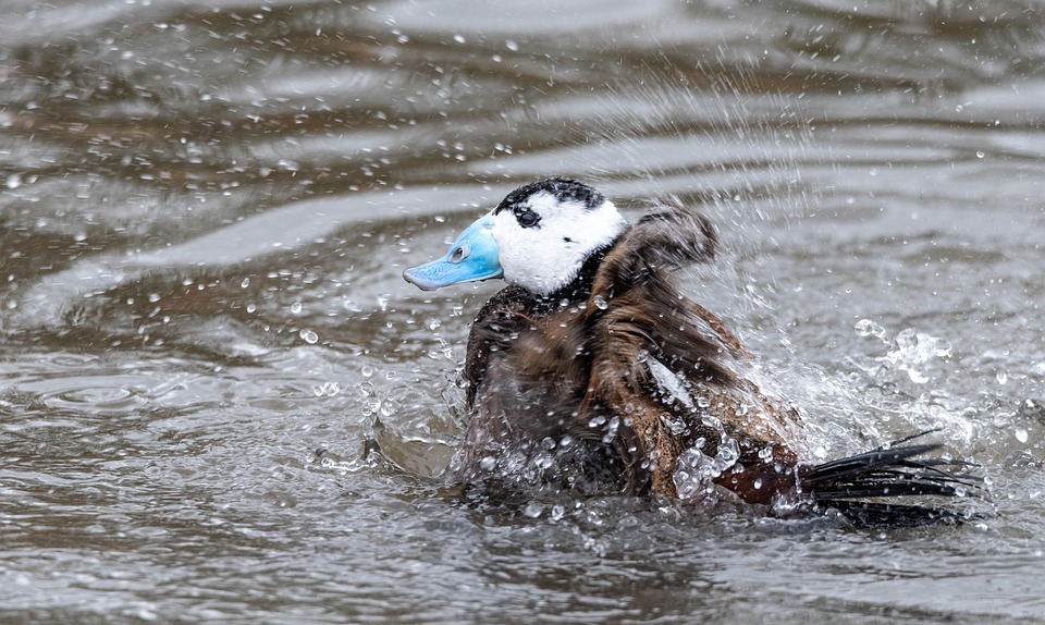 White Headed Duck Bird Waterfowl - Free photo on Pixabay