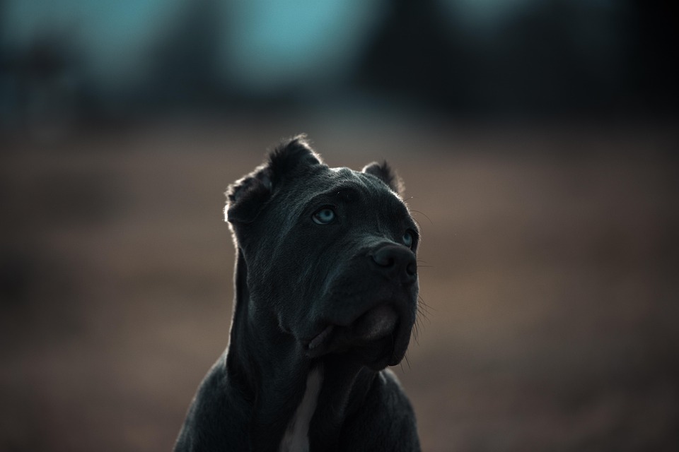Bandog Filhote De Cachorro Olhos - Foto gratuita no Pixabay