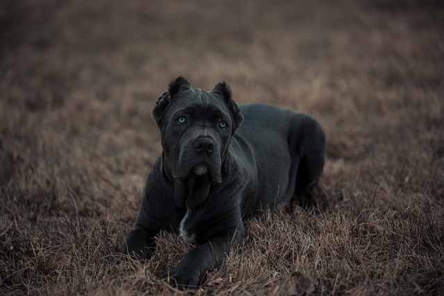 Bandog Puppy Blue Eyes - Free photo on Pixabay - Pixabay