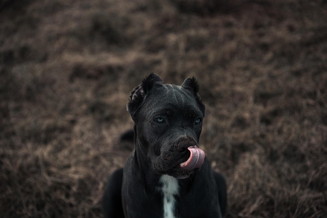 Bandog 小狗 蓝眼睛 - Pixabay上的免费照片 - Pixabay