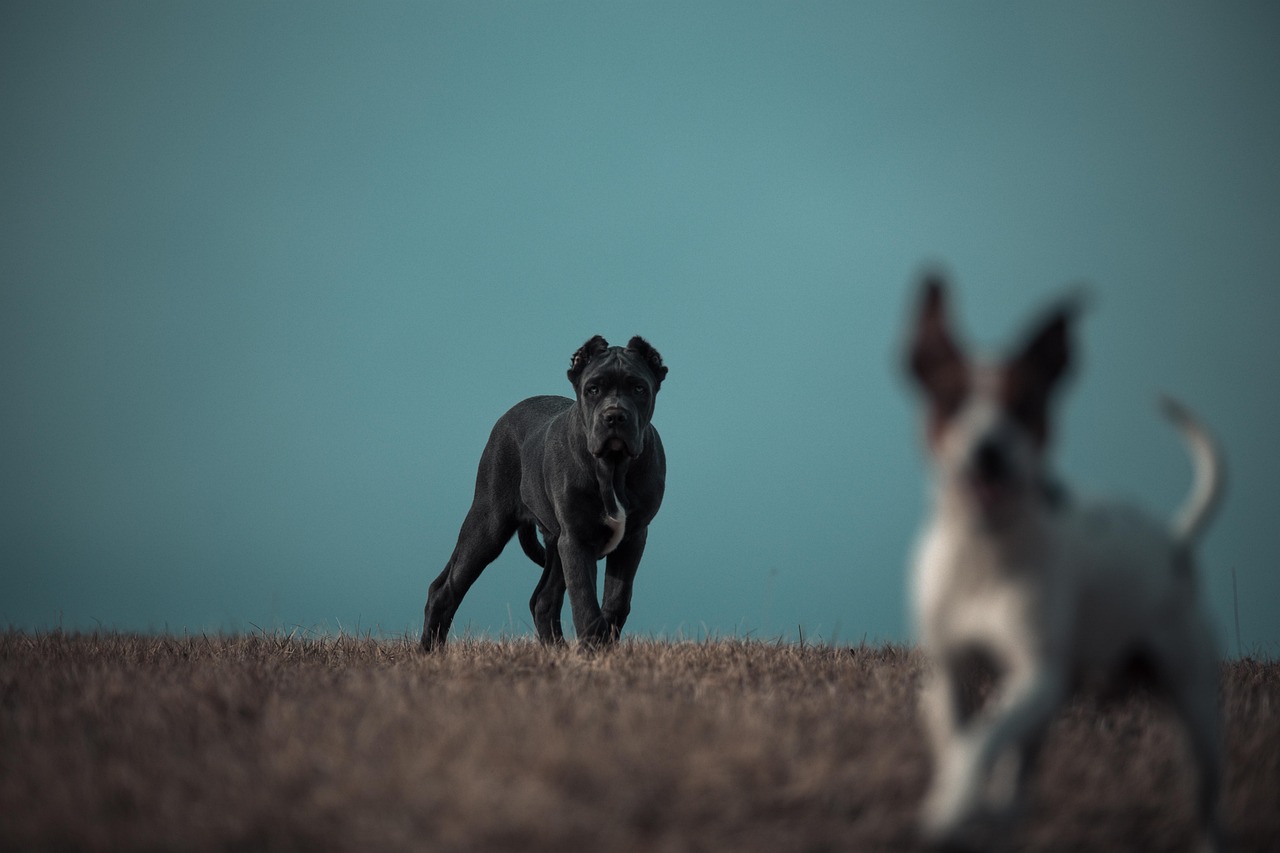 Bandog Puppy Blue Eyes - Free photo on Pixabay