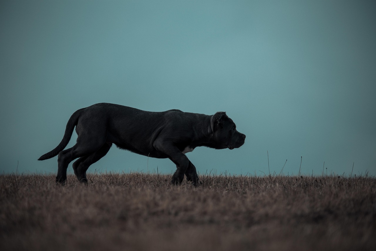 Bandog Puppy Blue Eyes - Free photo on Pixabay - Pixabay
