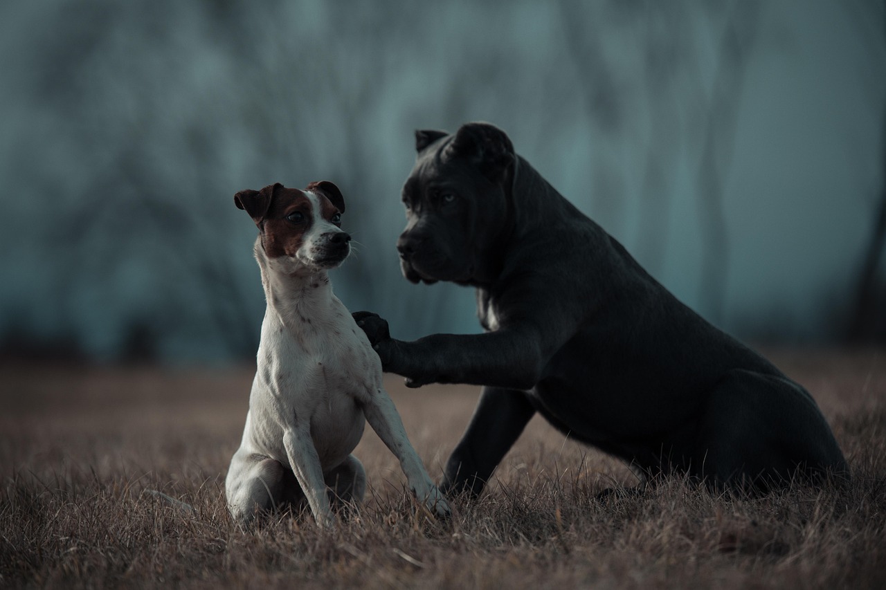 Bandog Filhote De Cachorro Olhos - Foto gratuita no Pixabay - Pixabay