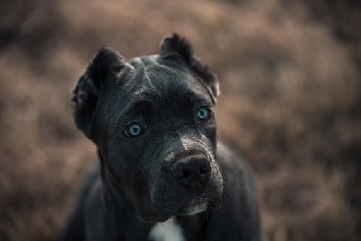 30+ Free Bandogs & Dog Images - Pixabay