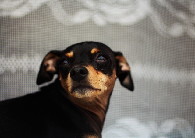 Dog Toy Terrier Canine - Free photo on Pixabay - Pixabay