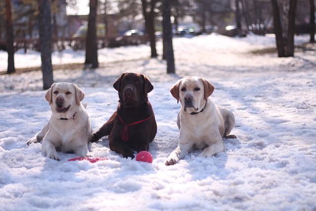 1.000+ kostenlose Chiots Labradors und Labrador-Bilder - Pixabay