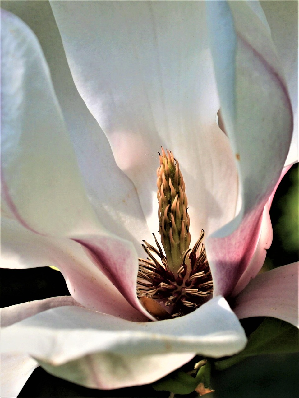 Bunga Magnolia Merapatkan Tanaman - Foto gratis di Pixabay - Pixabay