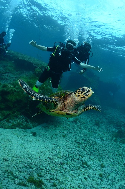 Turtle Marine Ocean - Free photo on Pixabay - Pixabay