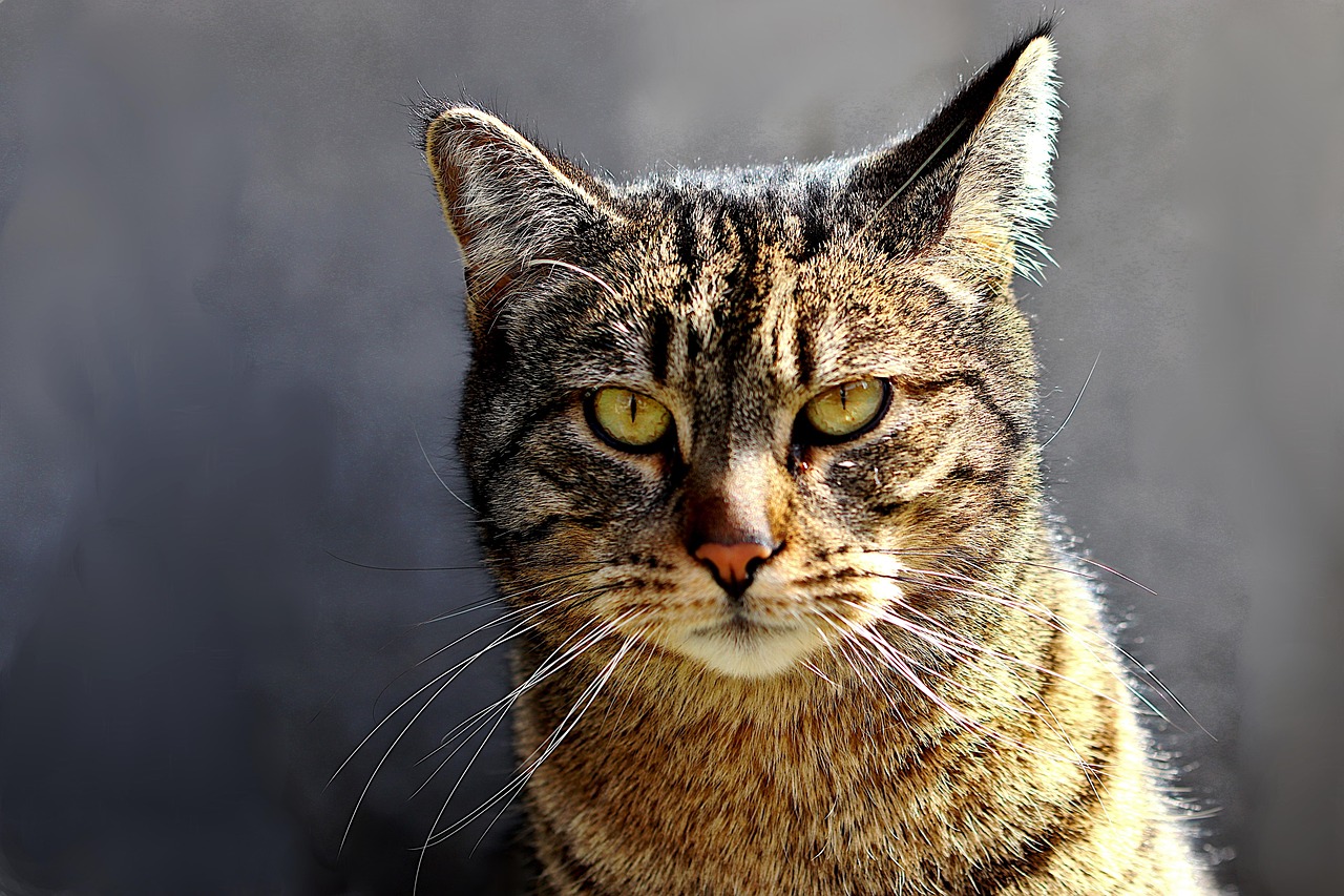 Cats Felines Mammals - Free photo on Pixabay