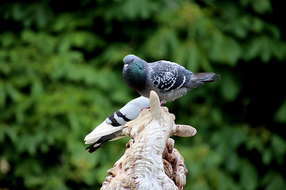 Palomas Aves Color Gris Oscuro Y - Foto gratis en Pixabay - Pixabay