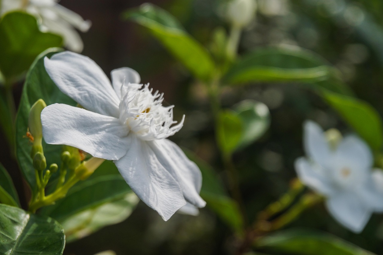 Nature Fleur Blanche - Photo gratuite sur Pixabay - Pixabay