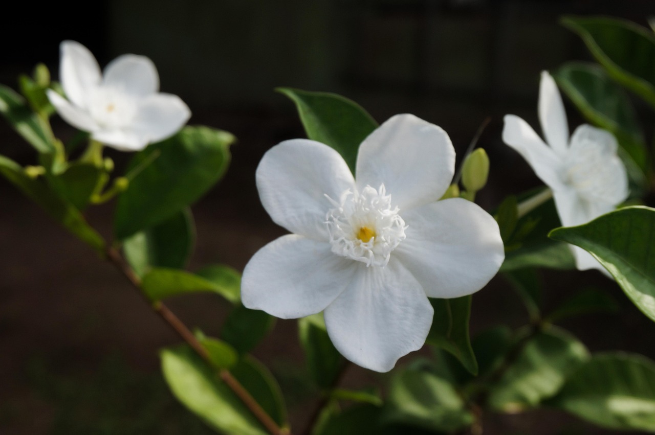 Nature Fleur Blanche - Photo gratuite sur Pixabay - Pixabay