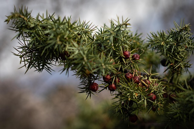 200+ Free Ulei Pur & Nature Images - Pixabay