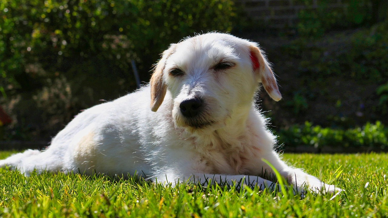 Terrier Cachorro Cão De Raça Pura - Foto gratuita no Pixabay - Pixabay