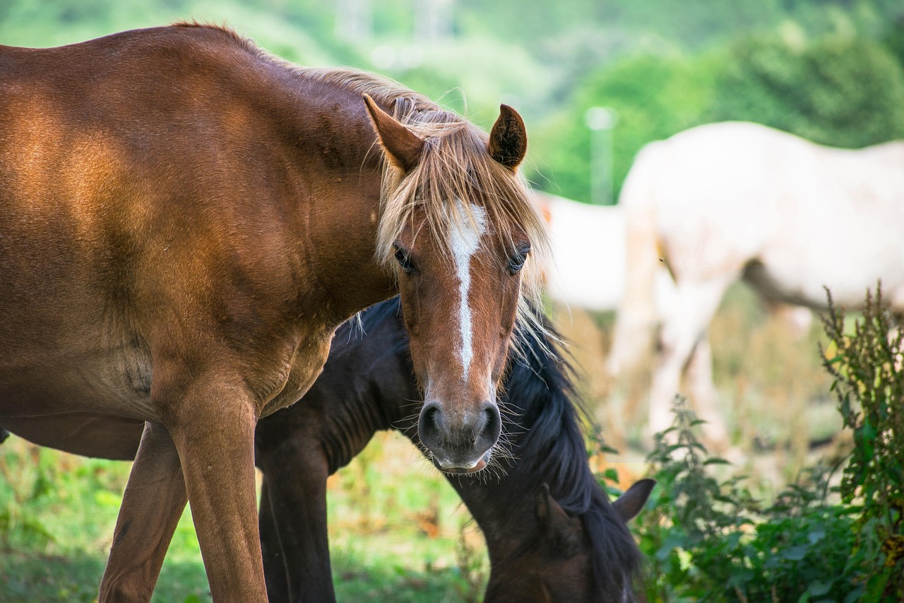 Animal Beautiful Breed Brown - Free photo on Pixabay - Pixabay